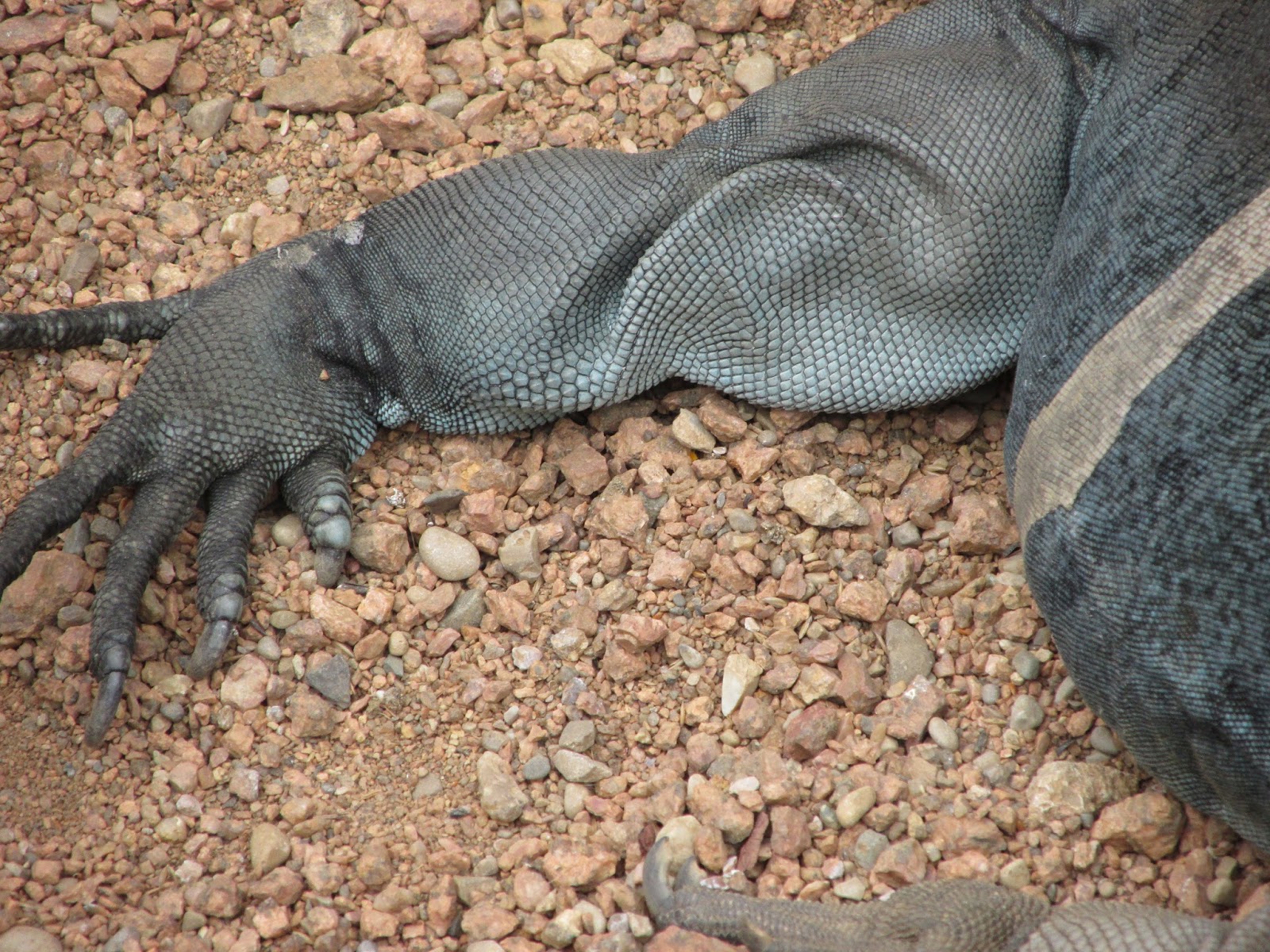 Random Zoo Animal Photos