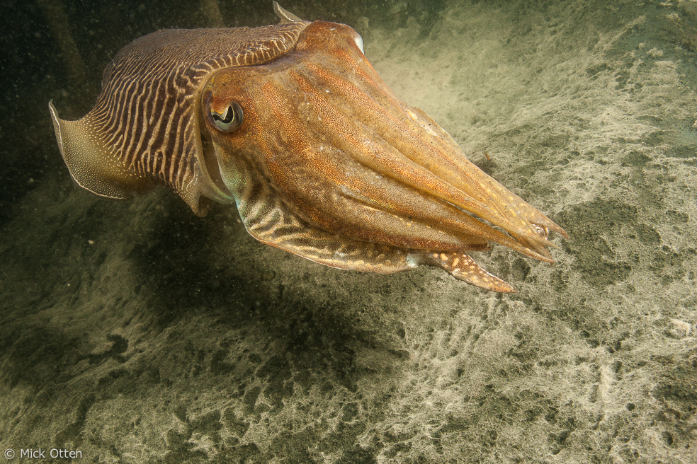 Mick's marine biology: Sepia frenzy: the common cuttlefish is back in town