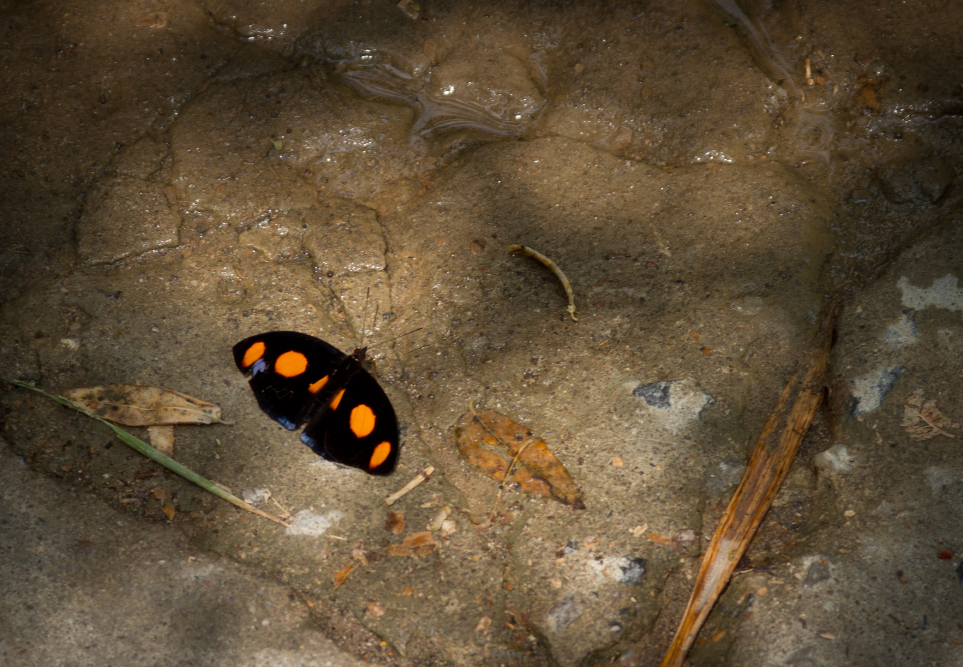 Las Pozas in the time of the butterflies – El Rancho Santa Clara