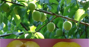 CALDEIRÃO DE PLANTAS MEDICINAIS: O fruto Ume possui propriedades que ...