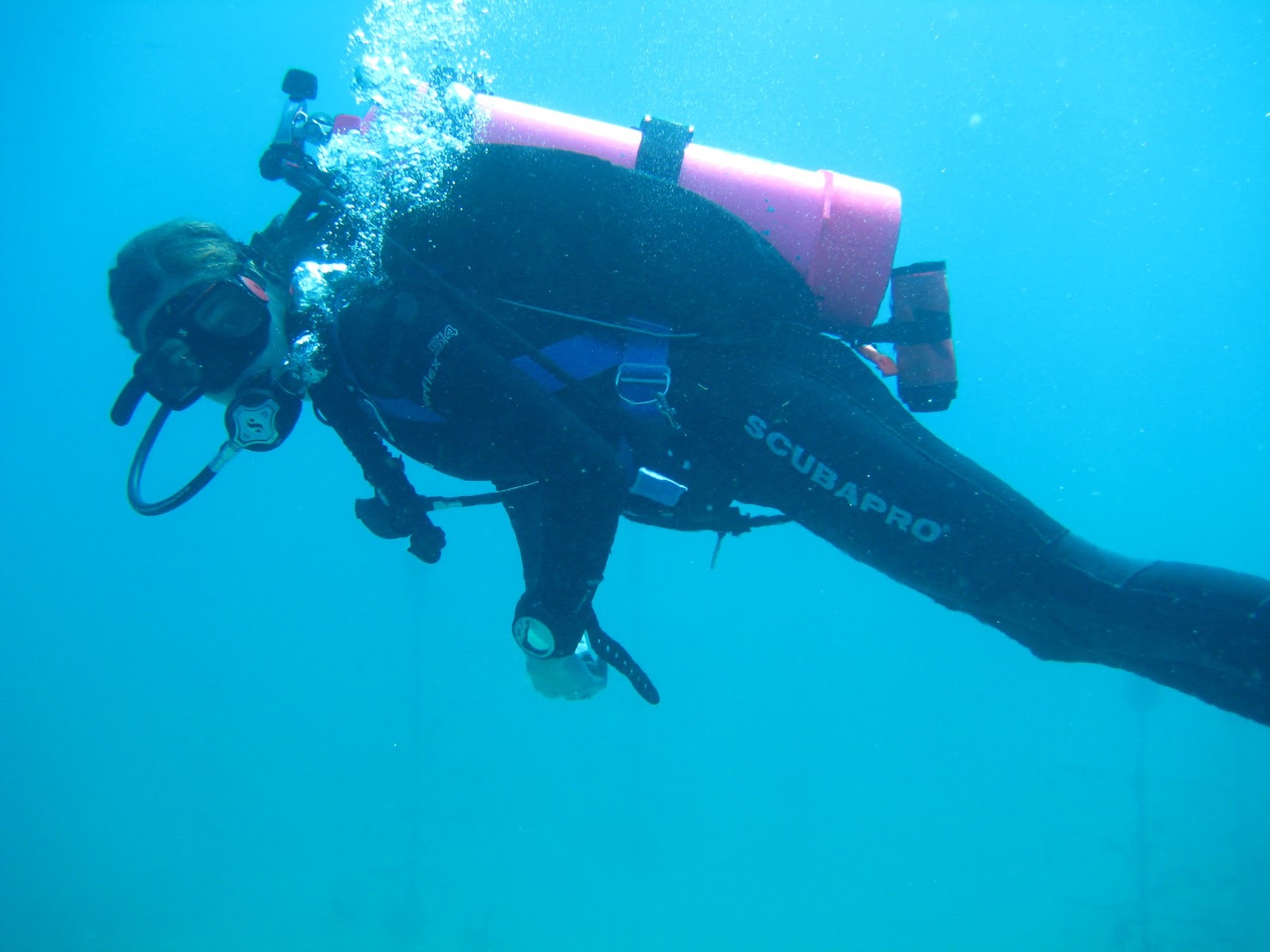 Georgia Aquarium Dive Operations: About Us! Dive Operations