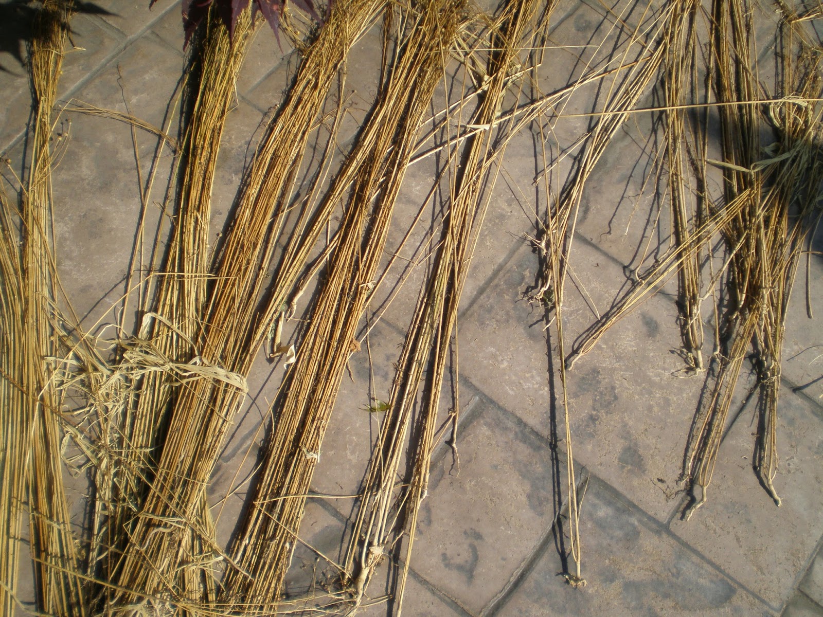 Urban Weaver Studio: Flax retting complete, some processing done, and ...
