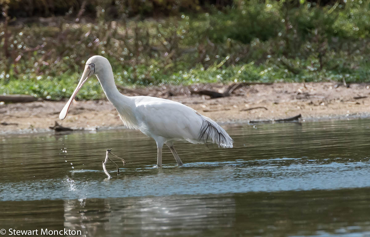 Paying Ready Attention - Photo Gallery: Wild Bird Wednesday 202 ...