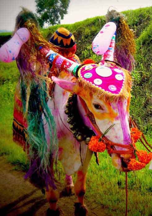 Bail Pola 2018 date – Pola Festival dedicated to Cow and Ox in ...