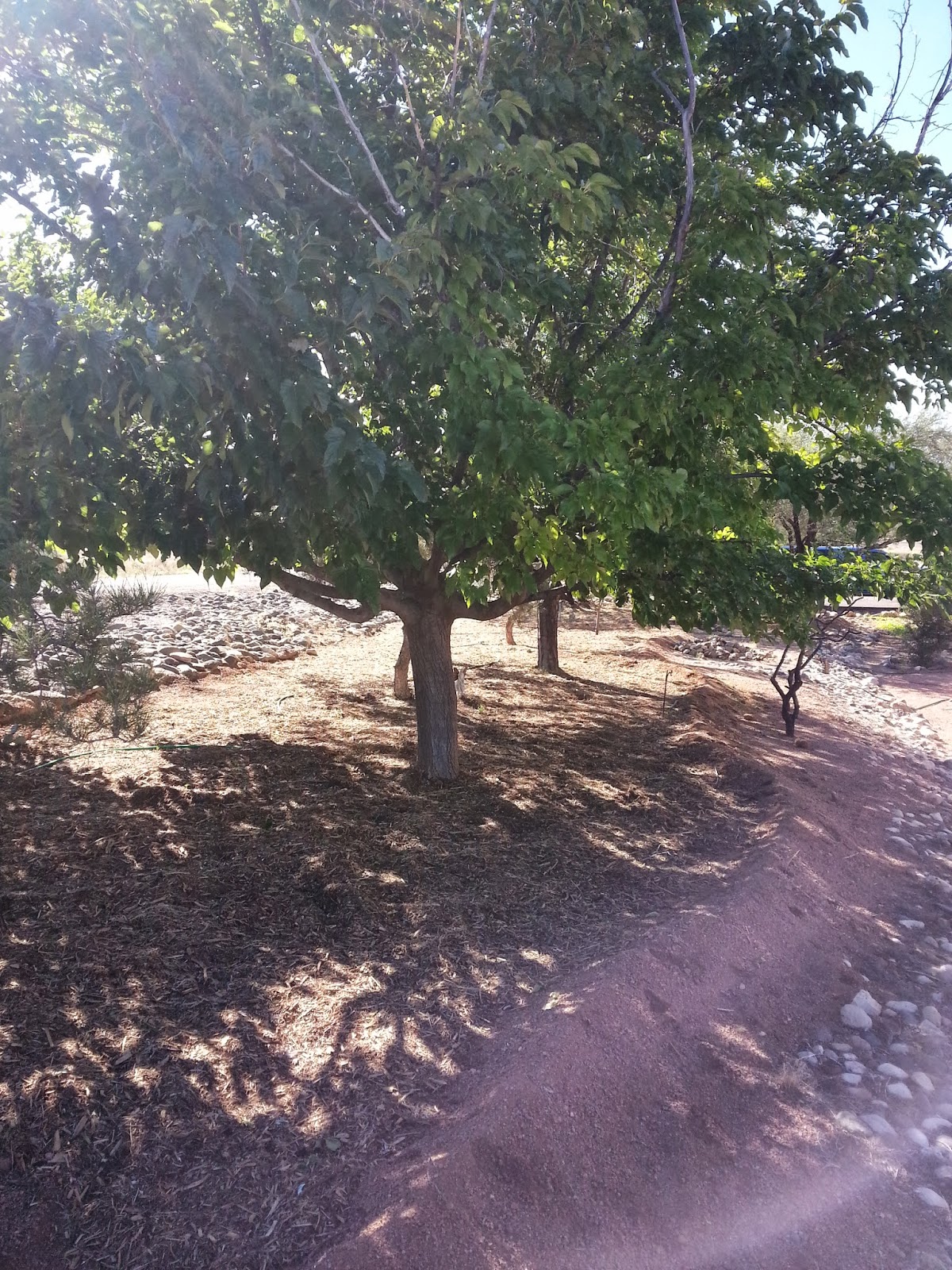 Verde Earthworks: Sustainable Central Arizona: Paris Permaculture Garden