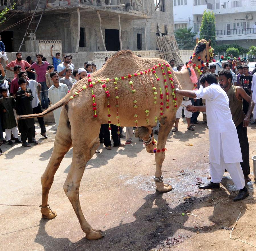 camels pakistan ~ travell and culture