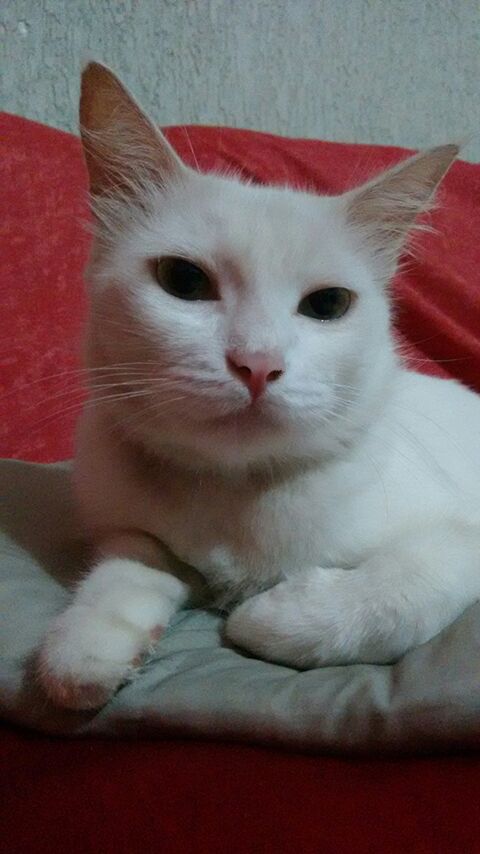 Pet Pictures (7)-Pituca