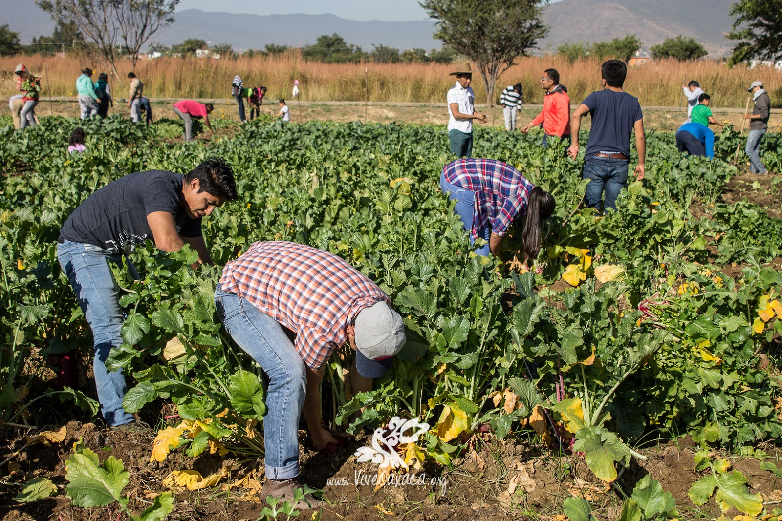 Se cosechan los rábanos para la Noche de Rábanos 2017 en Oaxaca - Vive ...