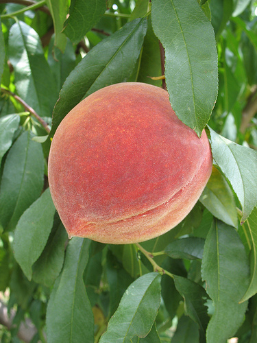 Xtremehorticulture of the Desert: Order Your Bare Root Fruit Trees Now ...