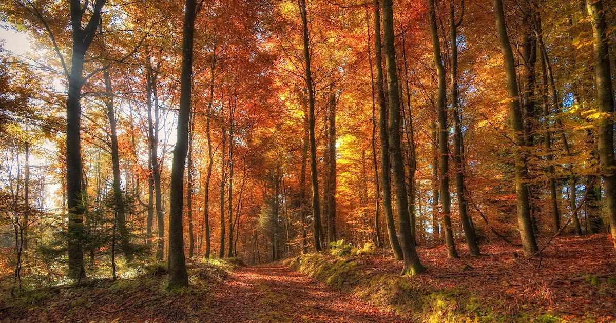 Herfst wallpaper met veel bomen | Bureaublad Achtergronden