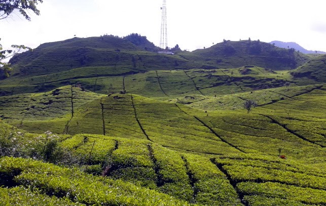 Perkebunan Teh Rancabali - Hamparan Kebun Teh Penuh Pesona di Ciwidey ...