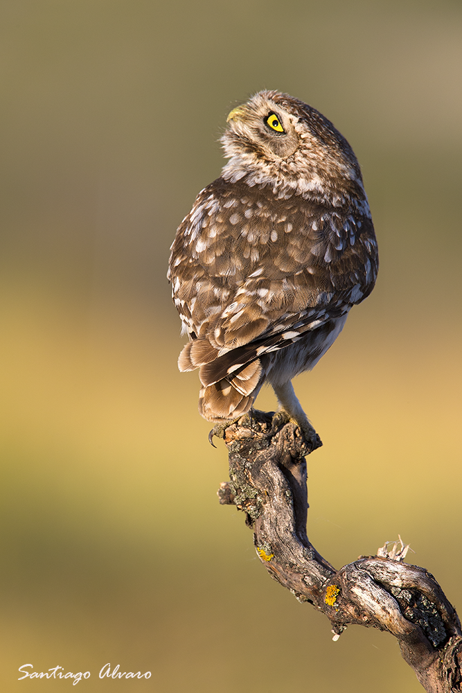 MOCHUELO EUROPEO | Mirada