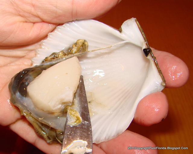 PURE FLORIDA: How To Clean Bay Scallops