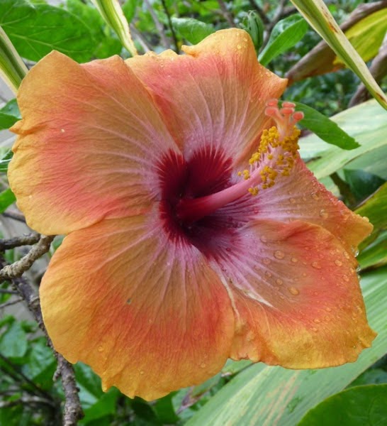 Health,Disease and Genetics: Gudhal flower – Medicinal value