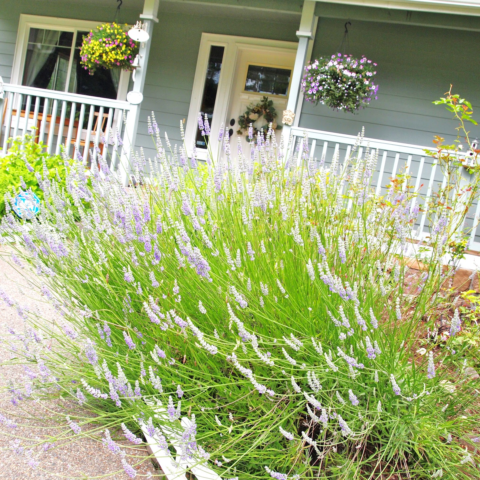 The Alchemist: Lavender Lemonade and Cool Stuff