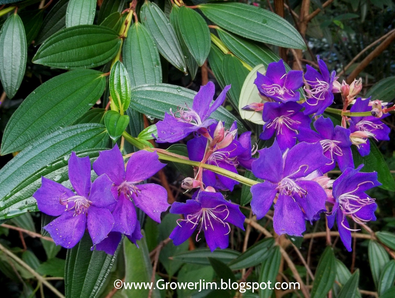 Garden Adventures: Tibouchina granulosa
