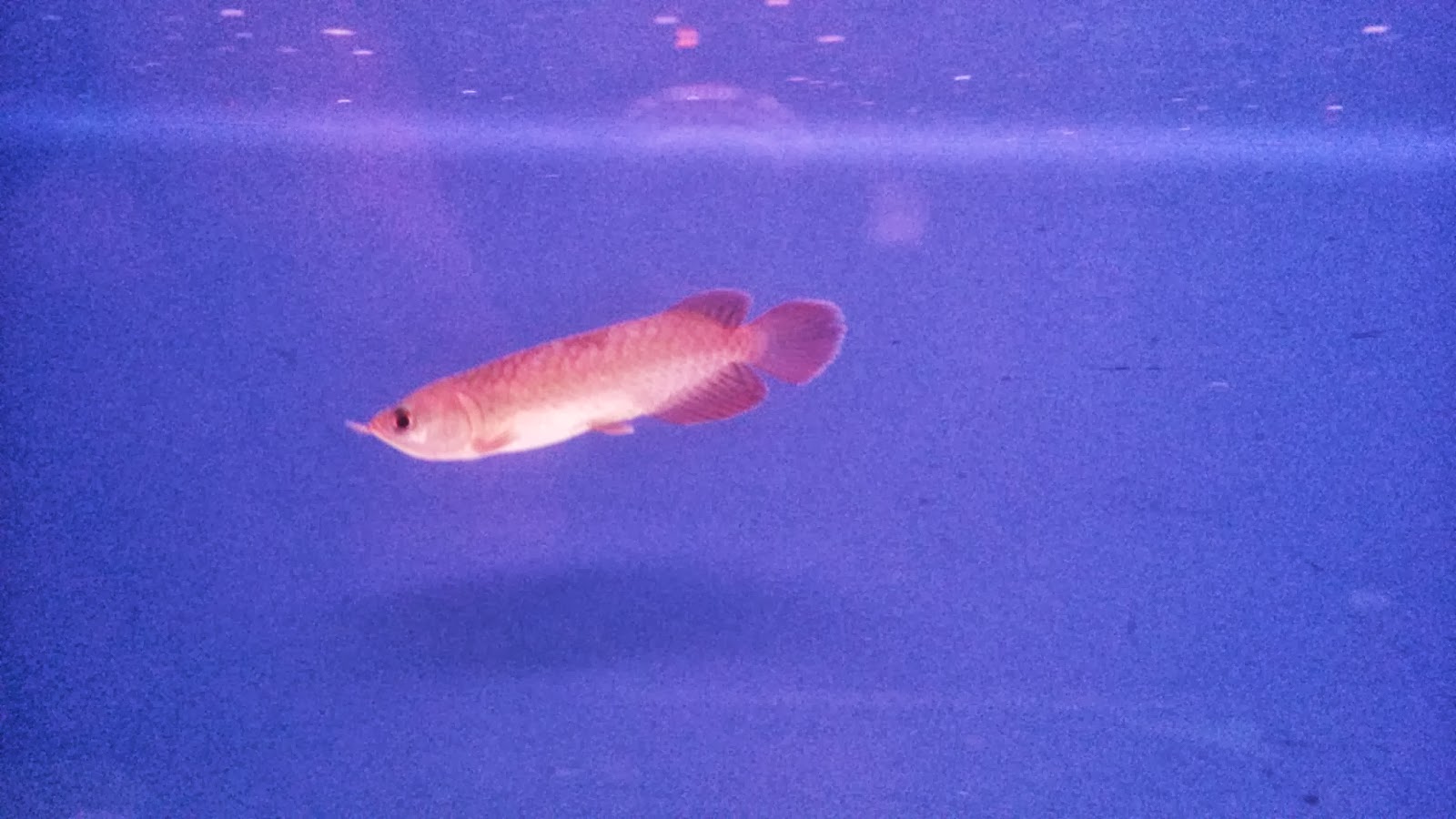 .: SUPER BANJAR RED@BANJER RED AROWANA