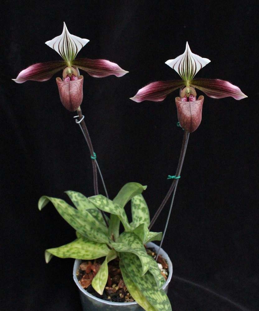 Paphiopedilum purpuratum orchid plant care and culture | Travaldo's blog