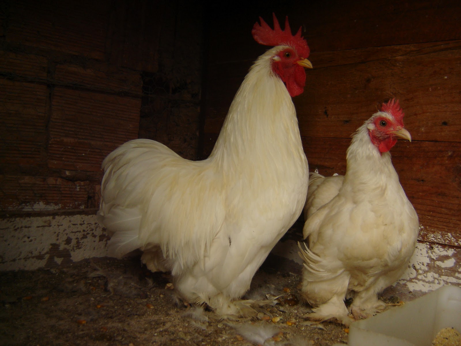 OVOS GALADOS DE GALINHAS DE ALTA PRODUÇÃO E ORNAMENTAIS: MINIATURAS ...