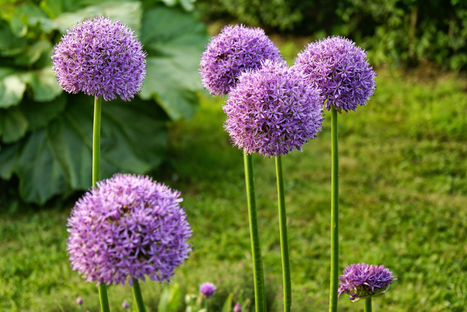 Le JarDin d'aLeCs: Ail d'ornement