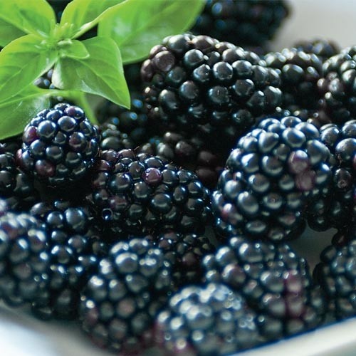 awesome pics: Chester Blackberry - Berries - Fruit & Berries