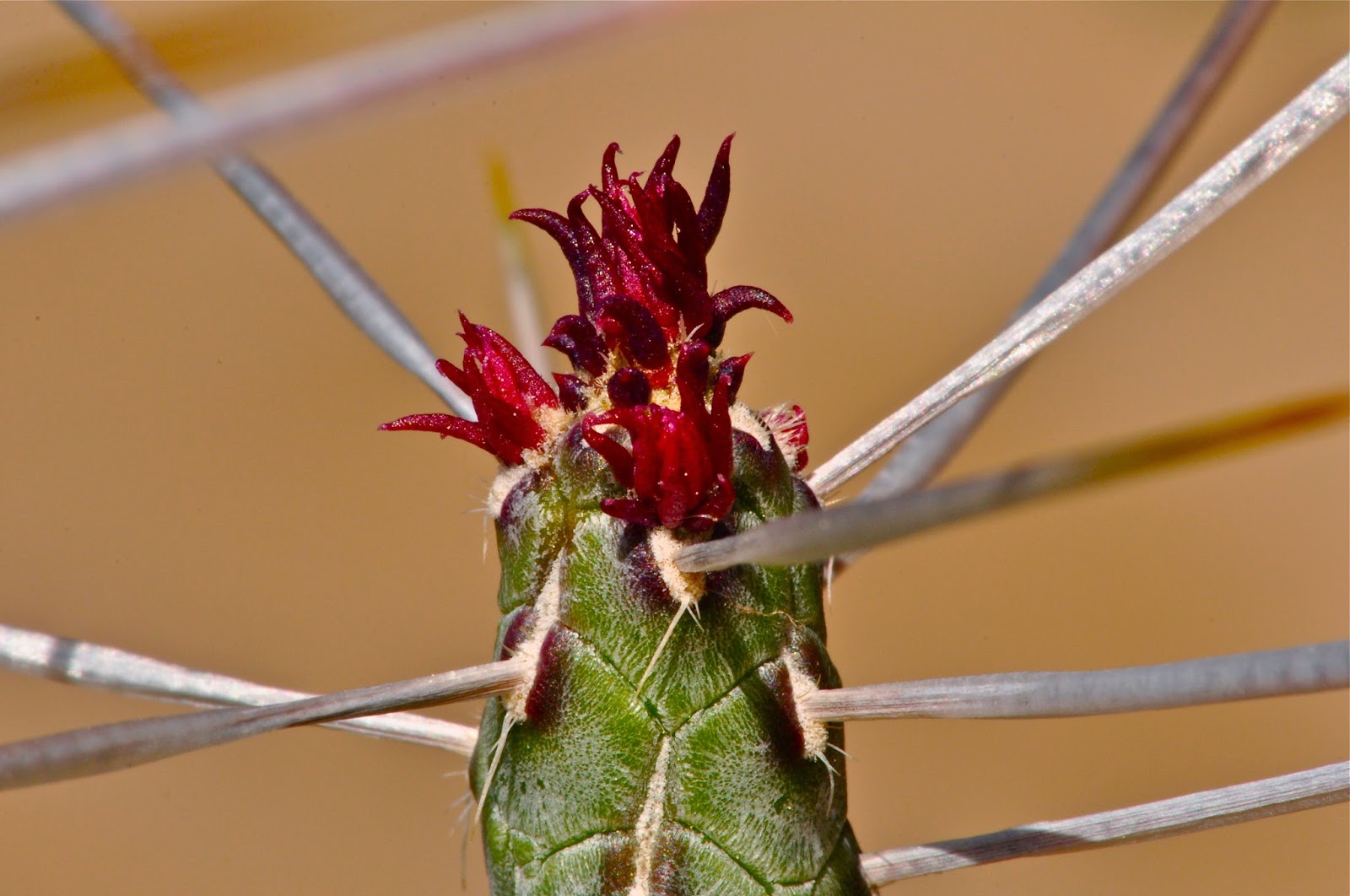 Scottsdale Daily Photo: Diamond Cholla Cactus Flower