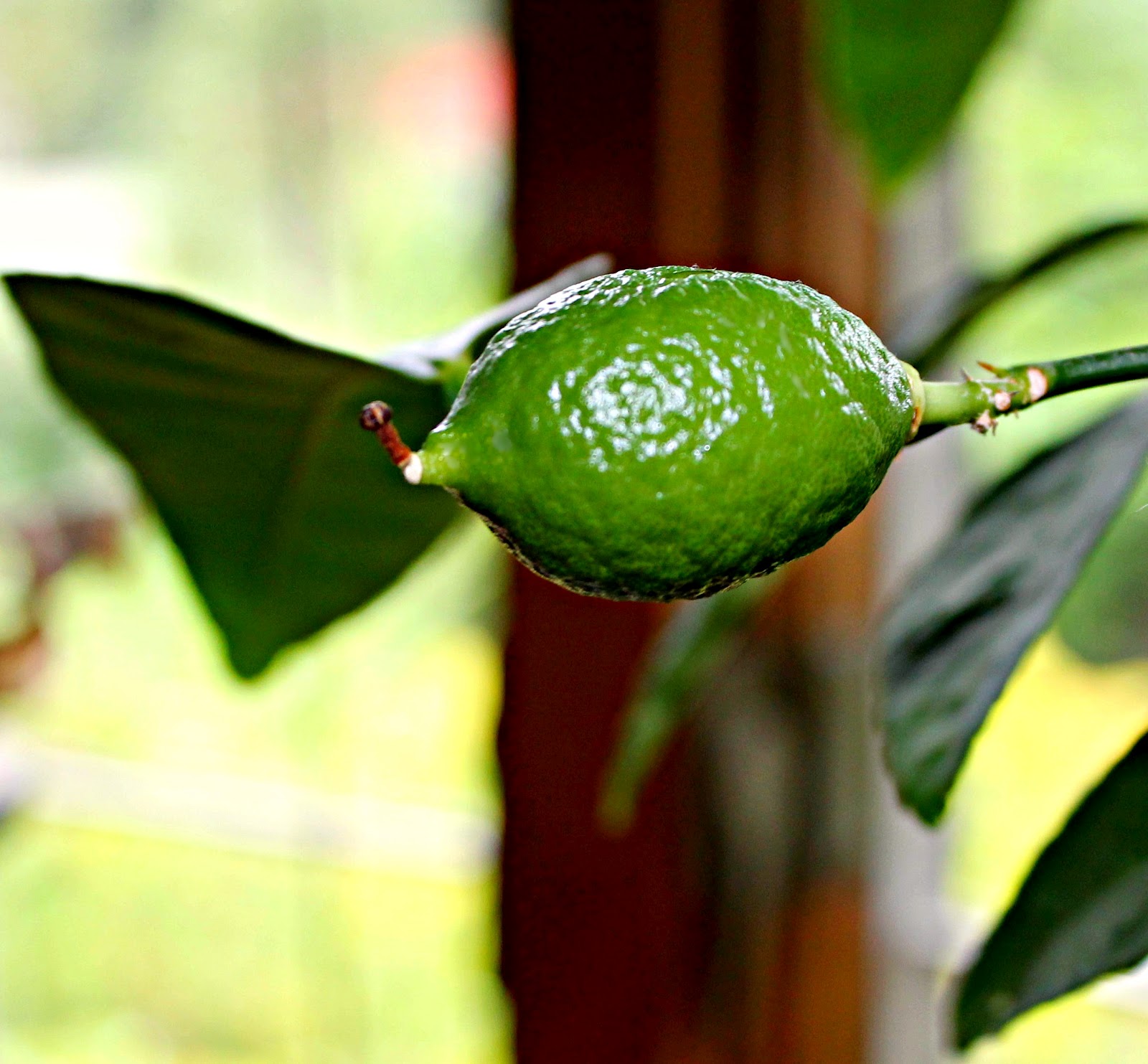 Sandra's Alaska Photography: August 25, 2012: My Much-Loved Indoor ...