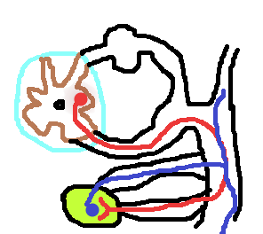 easyhumanatomy: Gray and white rami communicans of spinal nerves