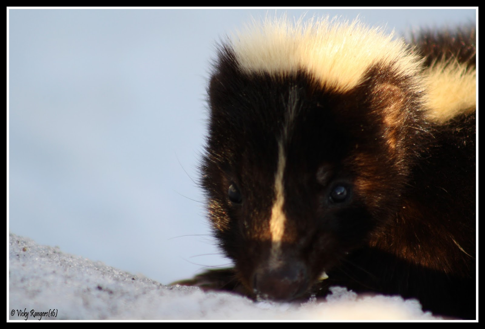 La faune et la flore du Québec en photos: Mouffette rayée, Mephitis ...