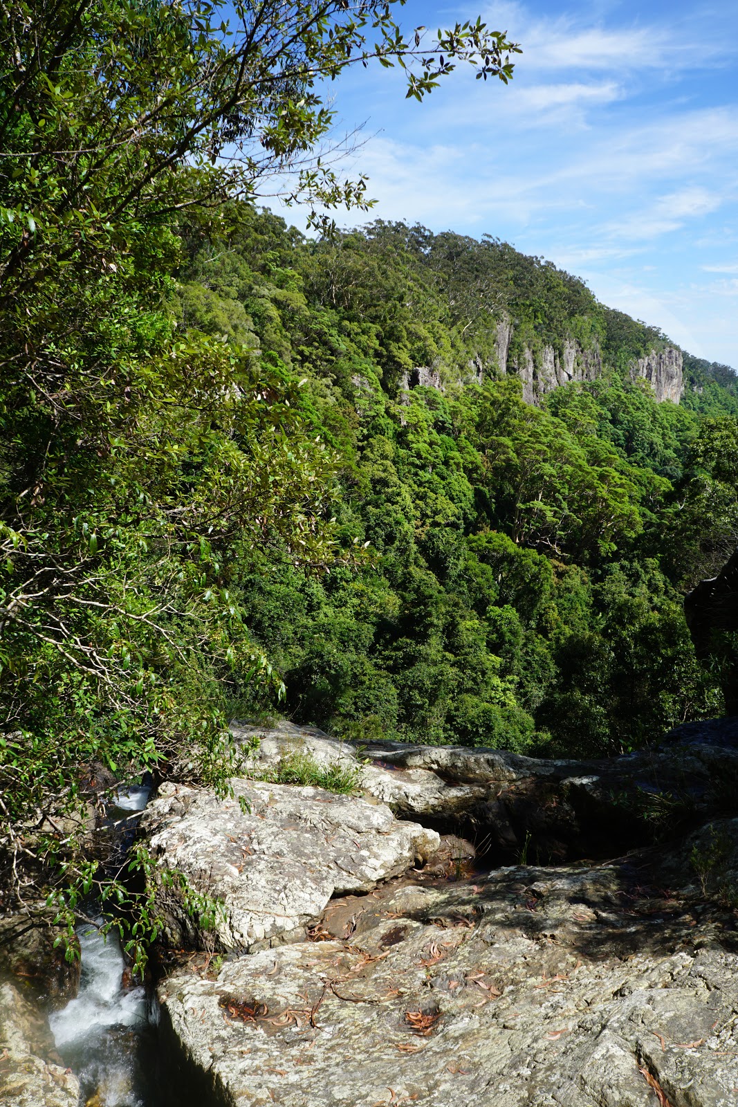 Twin Falls Circuit (Springbrook National Park) ~ The Long Way's Better