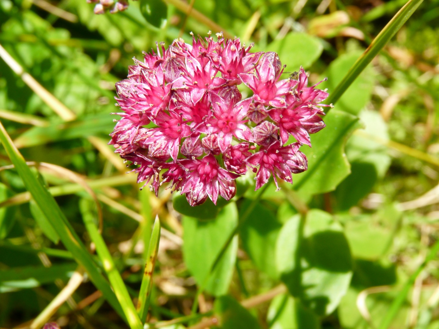 I Love Arnside and Silverdale: Comma Butterfly, Orpine flowers and ...