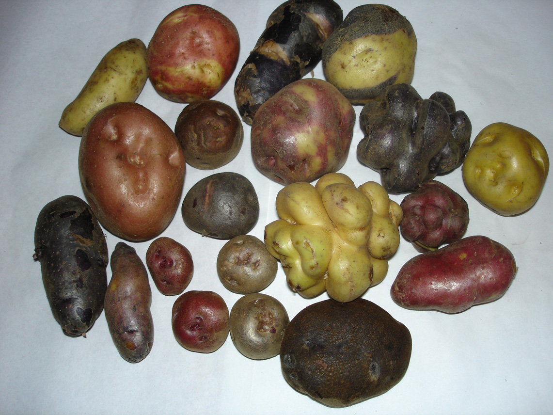 Agrícola: LAS PAPAS NATIVAS Y SU IMPORTANCIA EN LA ALIMENTACIÓN