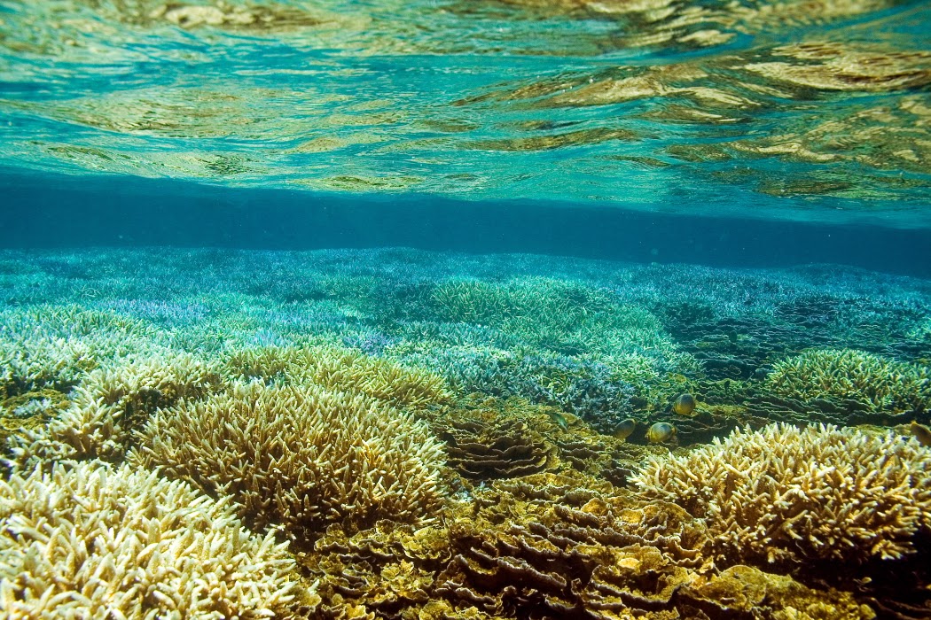 Safari Sri Lanka: Pigeon Island - One of the two marine national parks ...