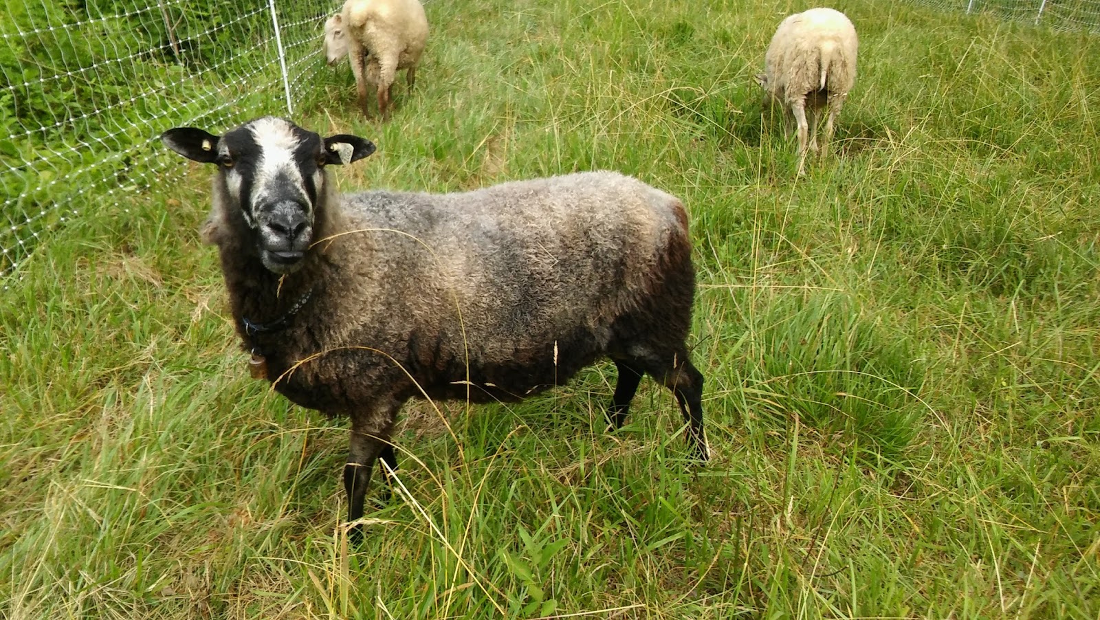 FarmGirl's Homestead Sheep: Finnsheep and Gulf Coast Natives: Finnsheep ...