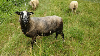 FarmGirl's Homestead Sheep: Finnsheep and Gulf Coast Natives