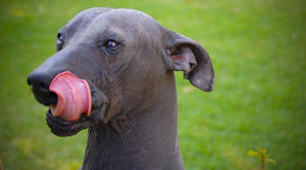 Los mayas empezaron a criar y vender perros hace 2500 años