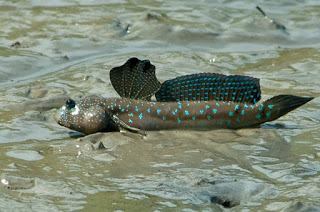 Dwi Budiyanto T: MENGENAL IKAN GLODOK (MUDSKIPPER) DAN PEMANFAATANNYA