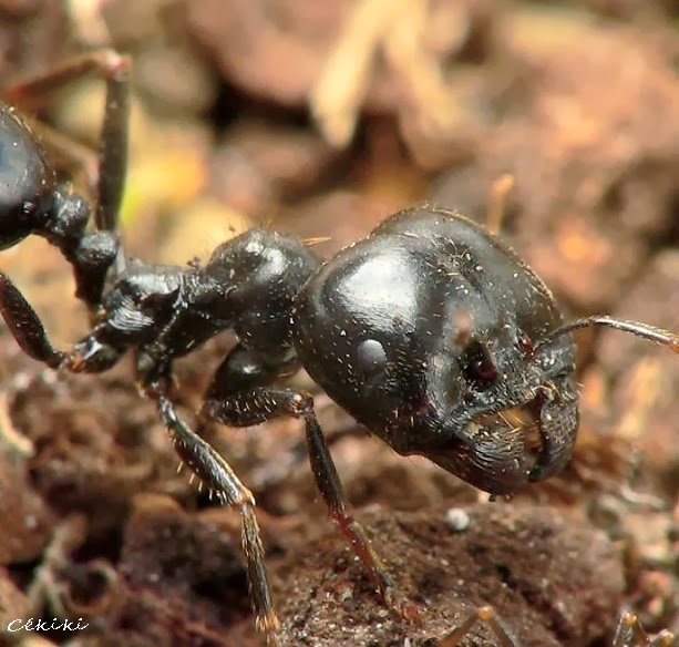 fourmis du genre Messor: Le genre Messor