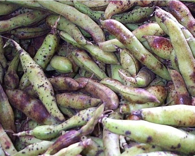 Sowing the Seeds: FOODS OF THE FIRST CENTURY - VEGETABLES