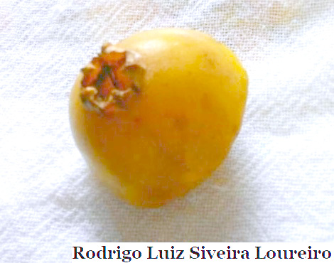 Viveiro Ciprest - Plantas Nativas e Exóticas: Cambuci Amarelo ...