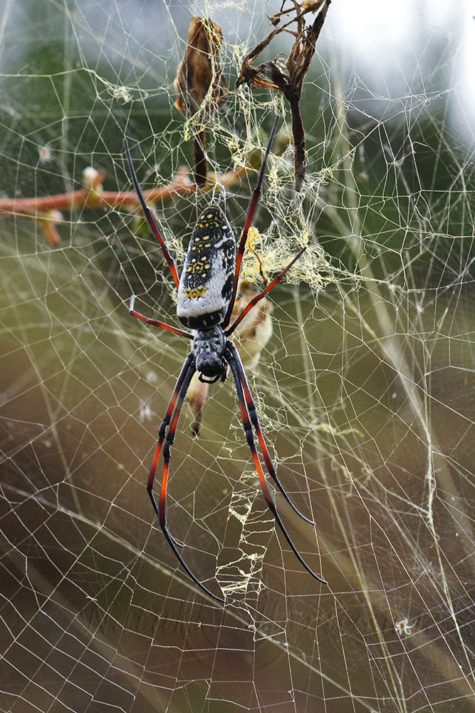 Photo Nature Lilliputienne (macrophotographies): Nephila inaurata ...