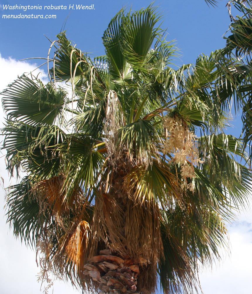 Menuda Natura: Washingtonia robusta H.Wendl.