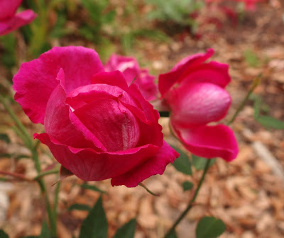 Gardening under the Florida sun: In the Garden