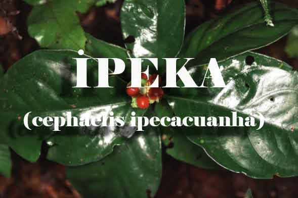 İpeka (Cephaelis İpecacuanha)