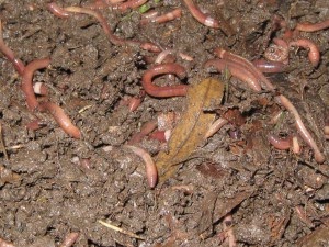 🌿 Tuinmaak in Suid Afrika 🌵: 'n Vrugbare tuin met erdwurms