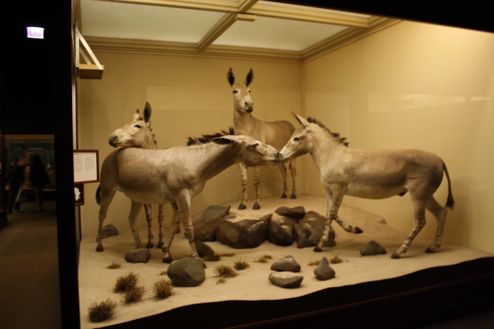 I love Museums.: Dioramas
