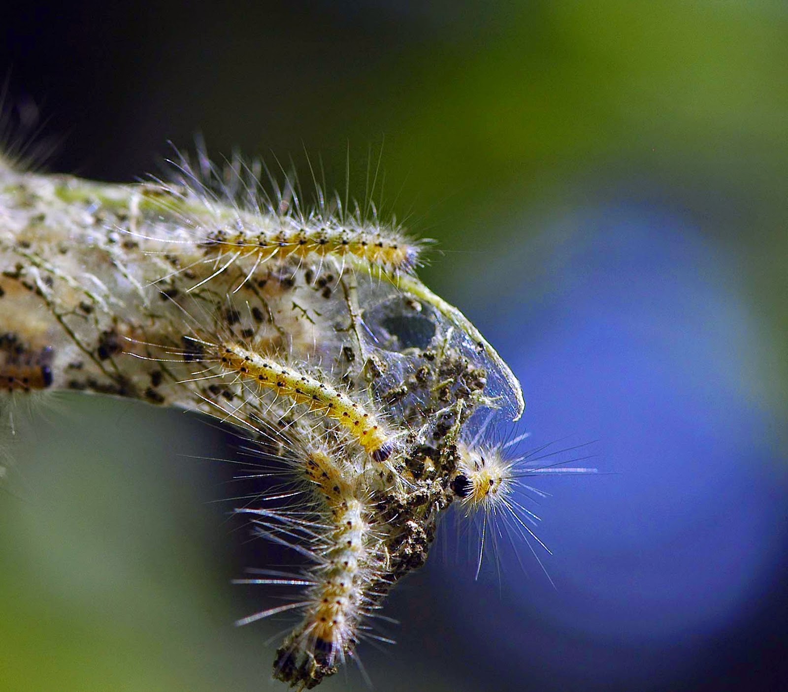Field Biology in Southeastern Ohio: Autumn, Caterpillar Time