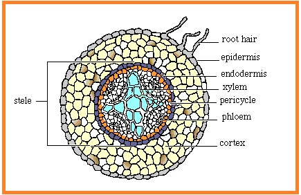 AKAR | Beriman,Berilmu,Berakal