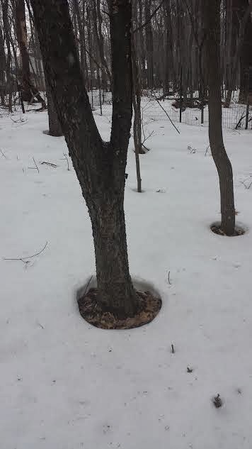 The Mermaid's Tale: Ring around the tree trunk