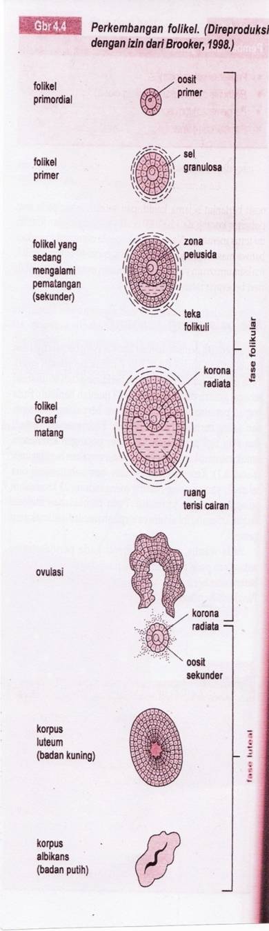Qhy it'S MinE: Anatomi & Fisiologi Organ Reproduksi Wanita